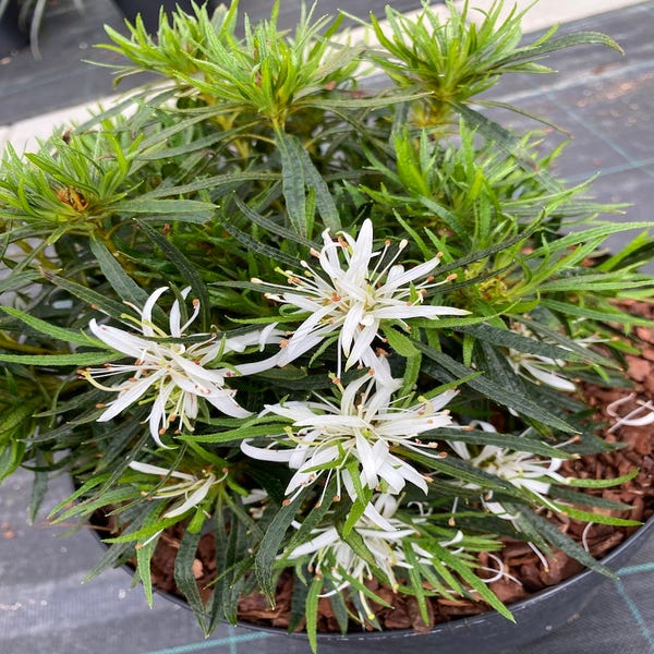 Azalea (Azalea 'Star Style White')