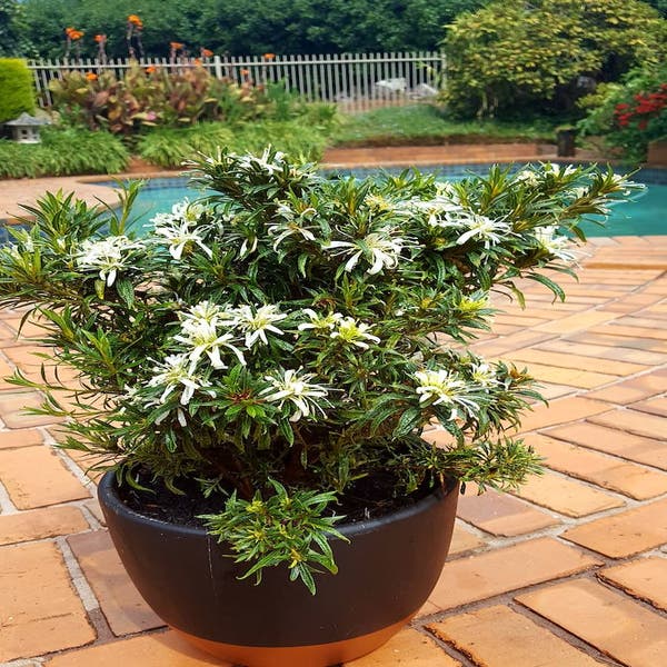 Azalea (Azalea 'Star Style White')