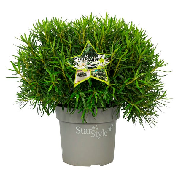 Azalea (Azalea 'Star Style White')