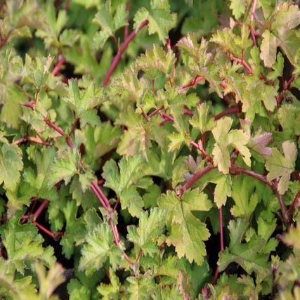 Kransspirea (Stephanandra incisa 'Crispa')