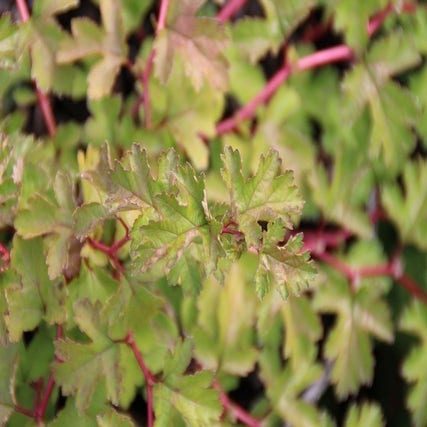 Kransspirea (Stephanandra incisa 'Crispa')