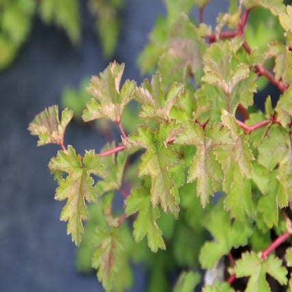 Kransspirea (Stephanandra incisa 'Crispa')