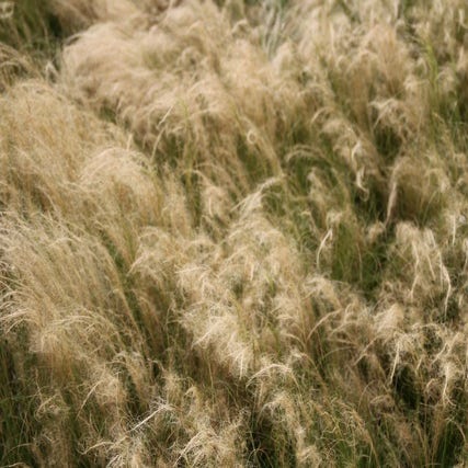 Vedergras kopen? Stipa Ponytails met Groeigarantie