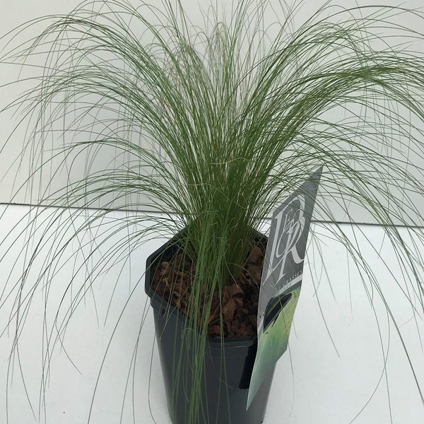 Vedergras (Stipa tenuifolia)