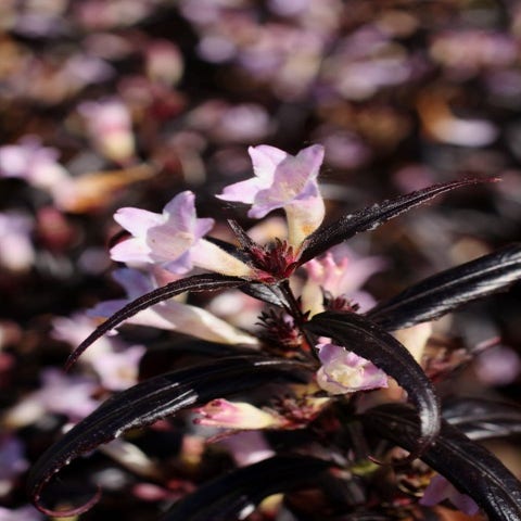 Trompetkruid (Strobilanthes atropurpureus 'Brunetthy')
