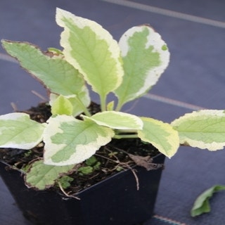 Smeerwortel (Symphytum grandiflorum 'Goldsmith')