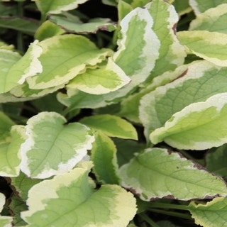 Smeerwortel (Symphytum grandiflorum 'Goldsmith')