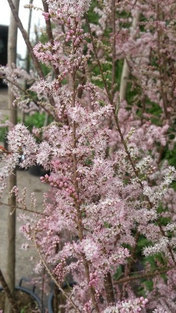 Tamarisk (Tamarix ramosissima) | Directplant