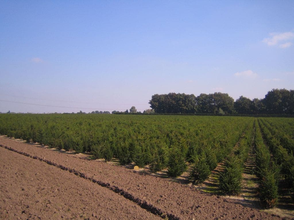 Taxushaag (Taxus baccata) | Directplant