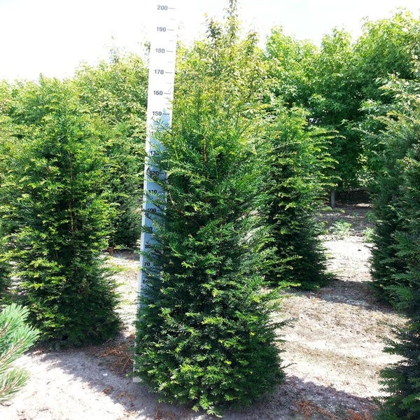 Taxus baccata kopen? Taxushaag voordelig bestellen met garantie!