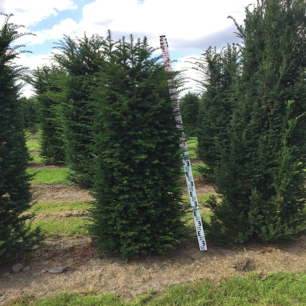 Grote Venijnboom (Taxus baccata)
