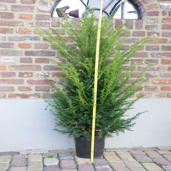 Taxus baccata kopen? Taxushaag voordelig bestellen met garantie!
