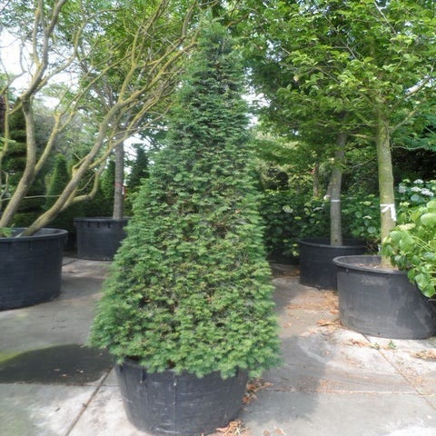 Taxus als Egyptische pyramide (Taxus baccata)