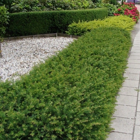 Taxus (Taxus baccata 'Repandens')