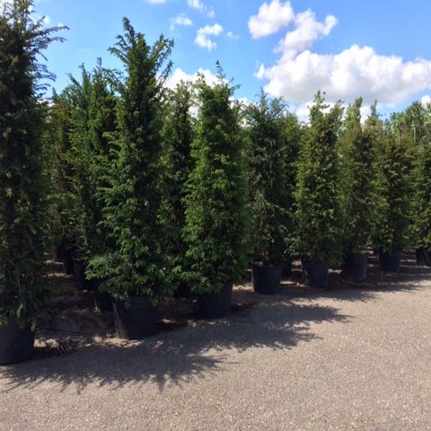 Taxus baccata kopen? Taxushaag voordelig bestellen met garantie!