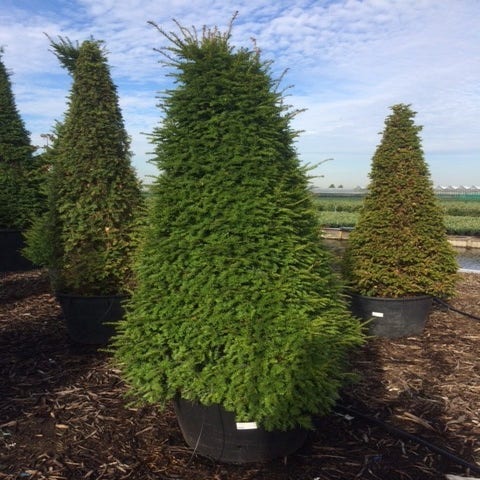 Taxus als Egyptische pyramide (Taxus baccata)