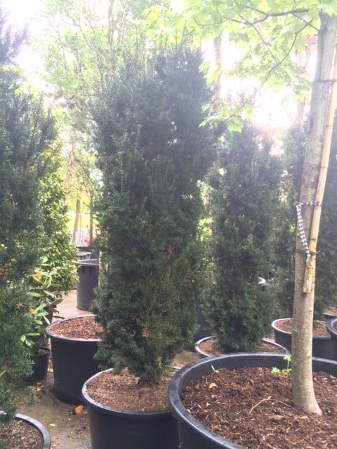 Taxus (Taxus media 'Hicksii') | Directplant