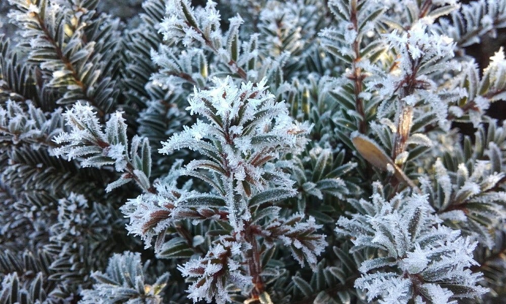 Taxushaag (Taxus baccata) | Directplant