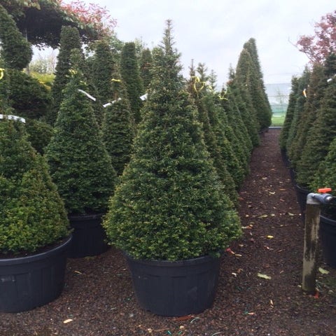 Taxus als Egyptische pyramide (Taxus baccata)
