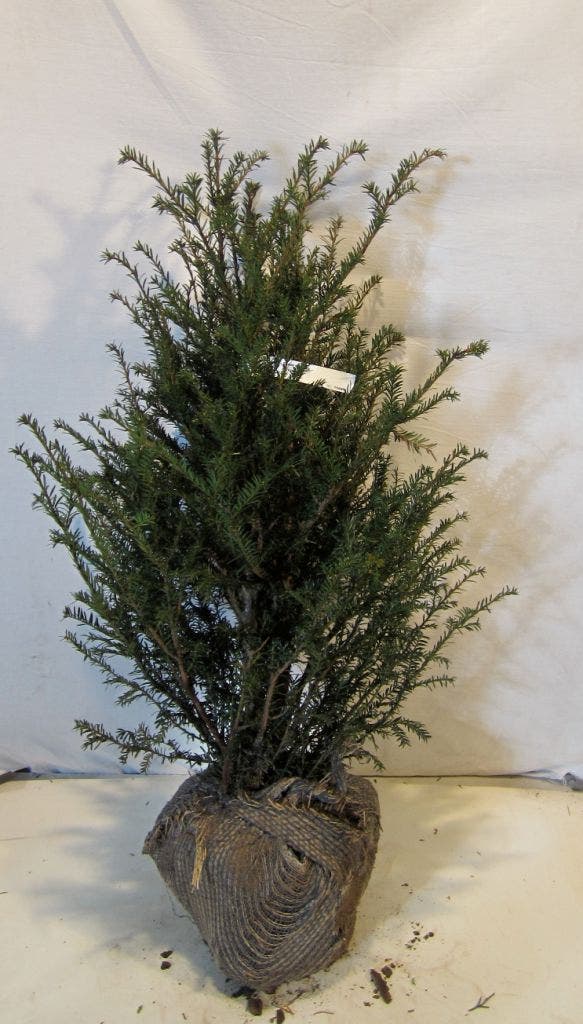 Taxushaag (Taxus baccata) | Directplant