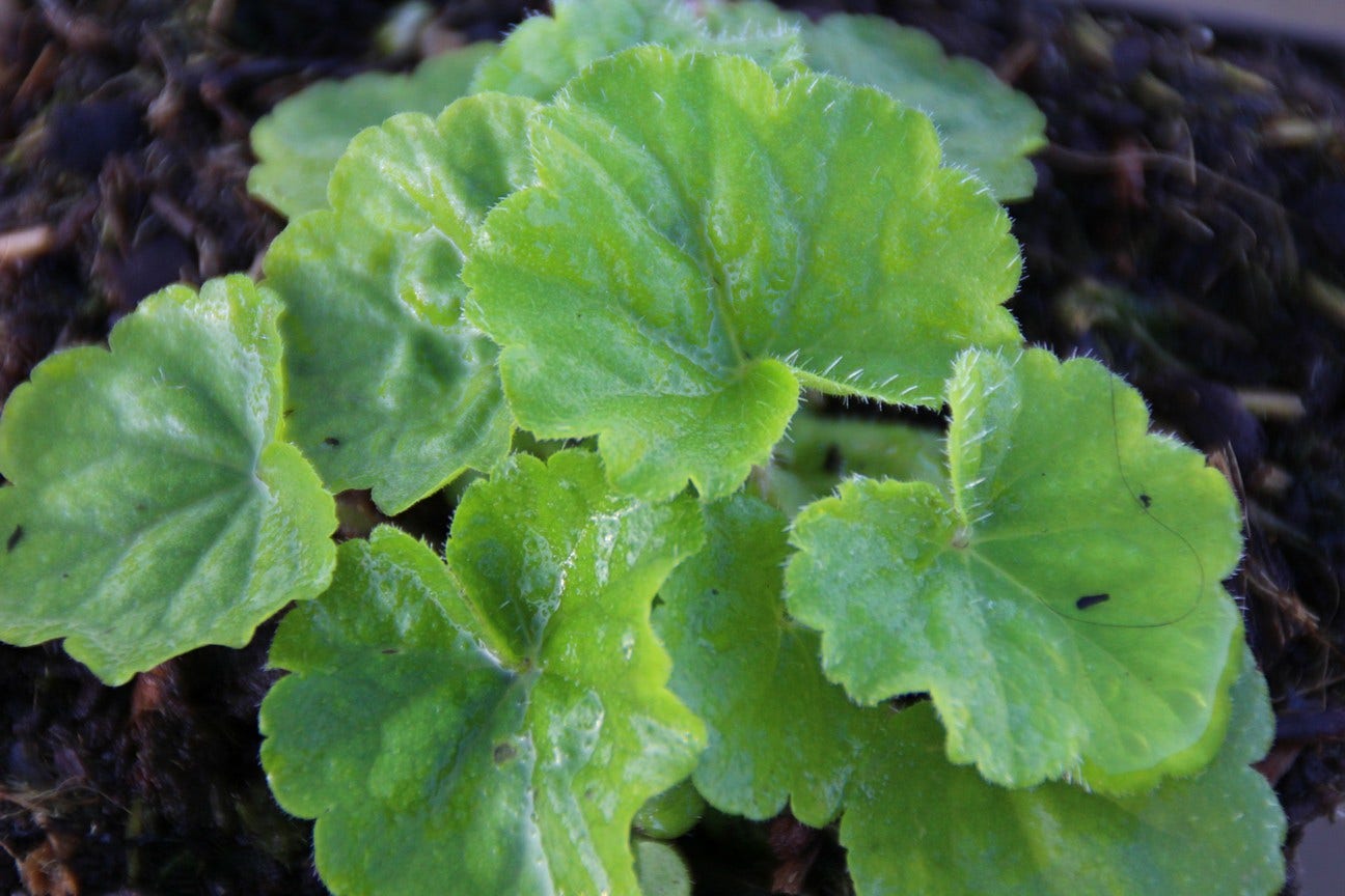 Tellima (Tellima grandiflora) | Directplant