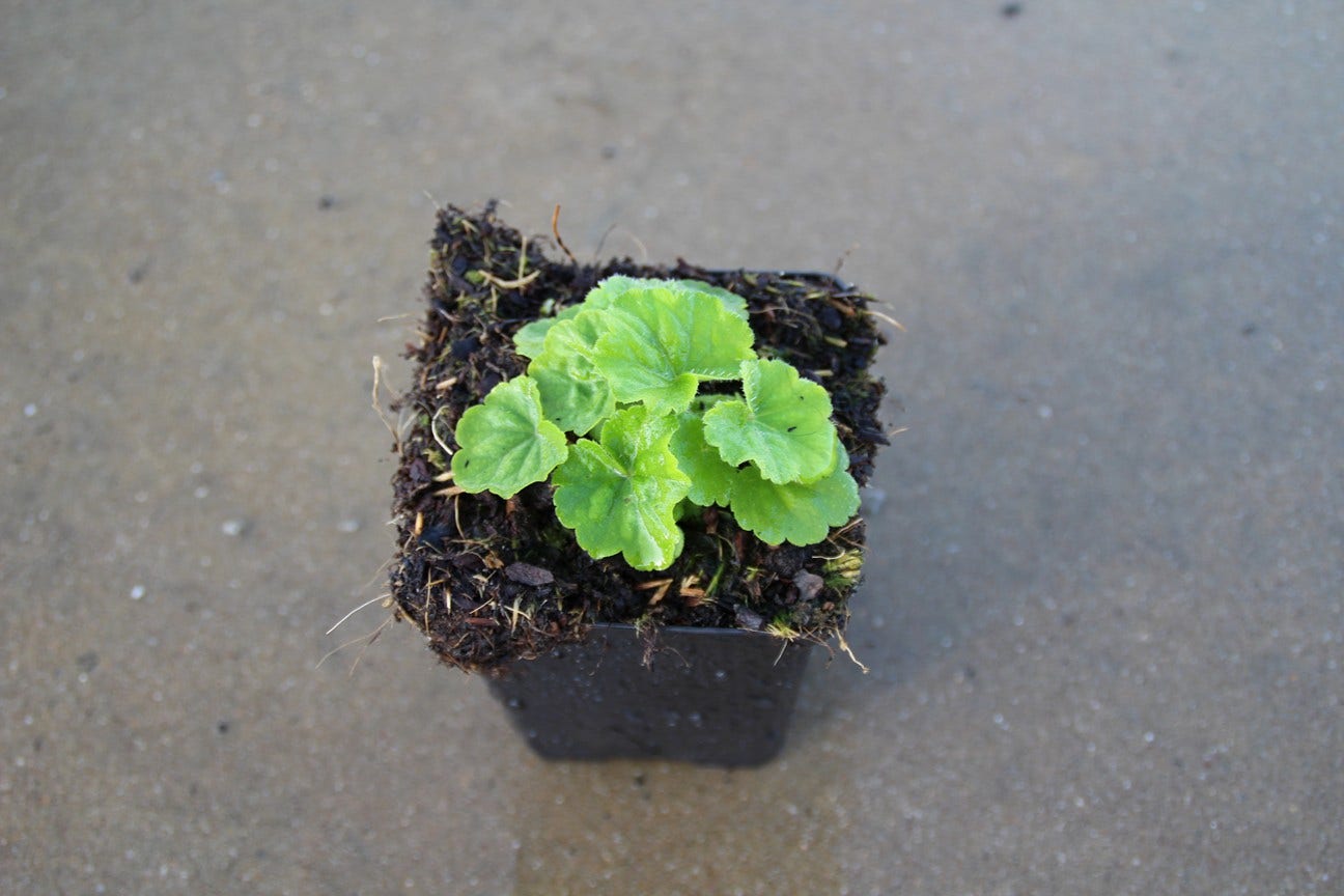 Tellima (Tellima grandiflora) | Directplant