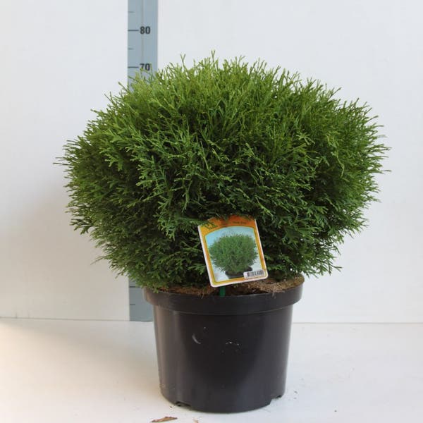 Thuja (Thuja occidentalis 'Tiny Tim')