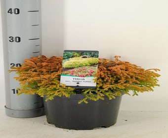 Thuja (Thuja occidentalis 'Tiny Tim') | Directplant