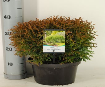 Thuja (Thuja occidentalis 'Tiny Tim') | Directplant