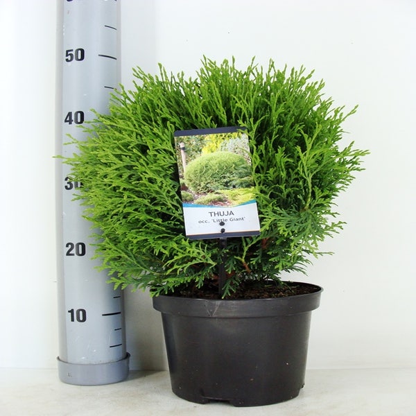 Levensboom (Thuja occidentalis 'Little Giant')