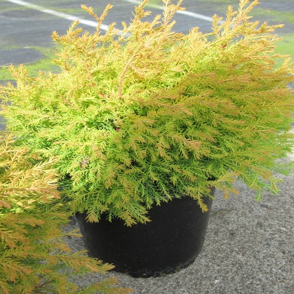 Thuja (Thuja occidentalis 'Rheingold')