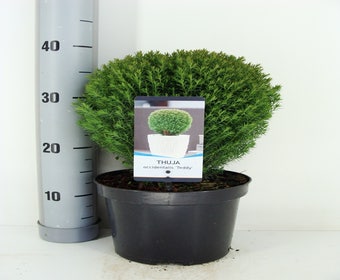 Thuja (Thuja occidentalis 'Tiny Tim') | Directplant