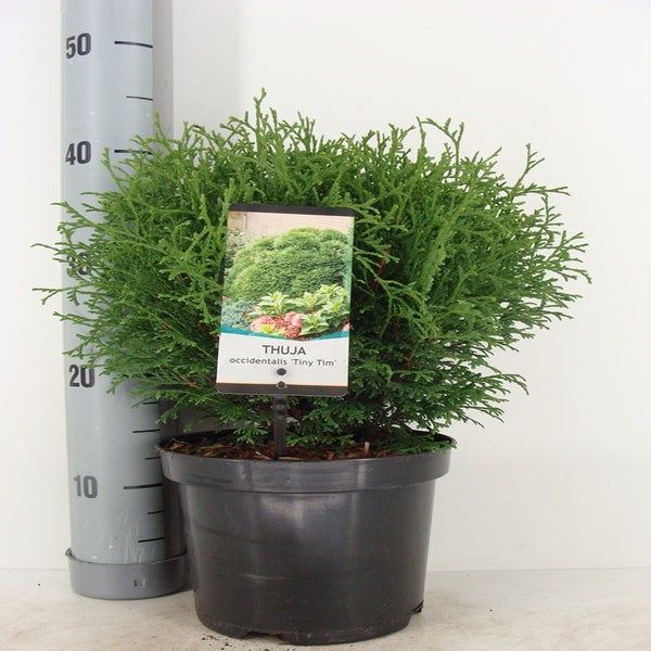 Thuja (Thuja occidentalis 'Tiny Tim')