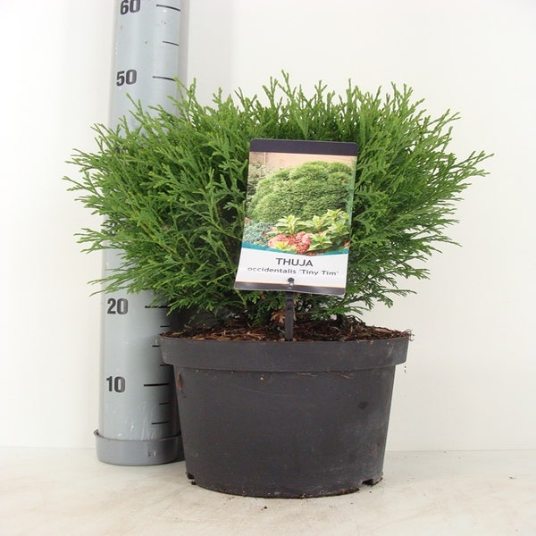 Thuja (Thuja occidentalis 'Tiny Tim')
