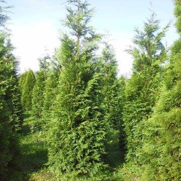 Levensboom (Thuja plicata 'Atrovirens')