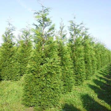 Thuja plicata 'Martin' (groene haagconifeer) bestellen en online kopen
