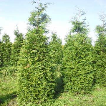 Thuja plicata 'Martin' (groene haagconifeer) bestellen en online kopen