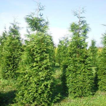 Thuja plicata 'Martin' (groene haagconifeer) bestellen en online kopen