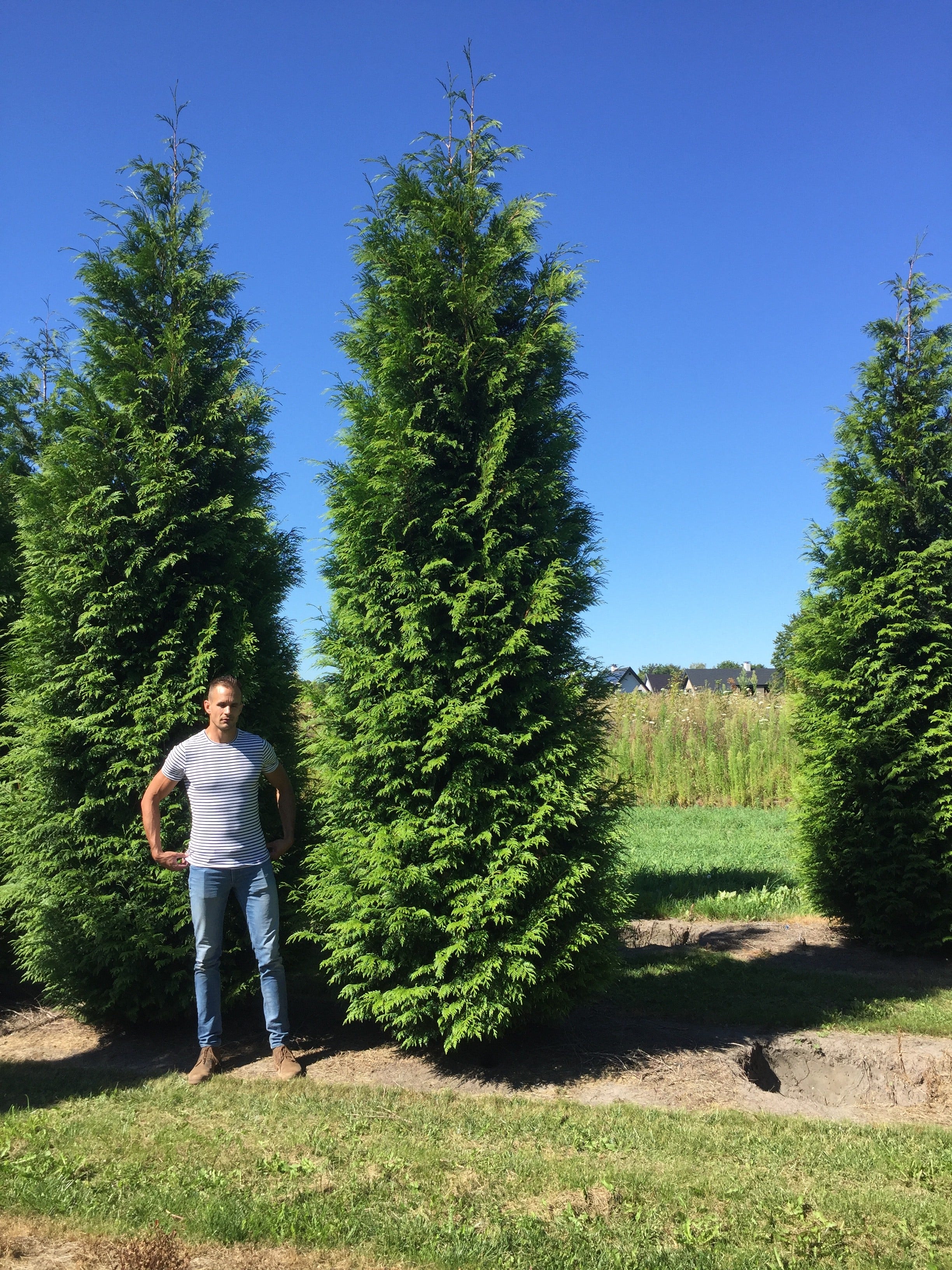 Grote levensboom (Thuja plicata 'Atrovirens') | Directplant