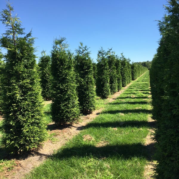 Grote haagconifeer (Thuja plicata 'Excelsa')