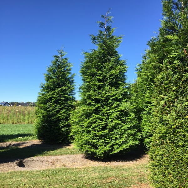 Grote haagconifeer (Thuja plicata 'Excelsa')