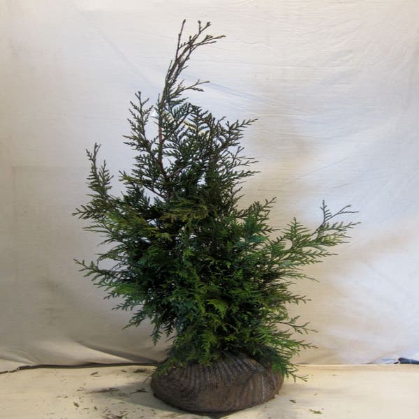 Thuja plicata 'Martin' (groene haagconifeer) bestellen en online kopen