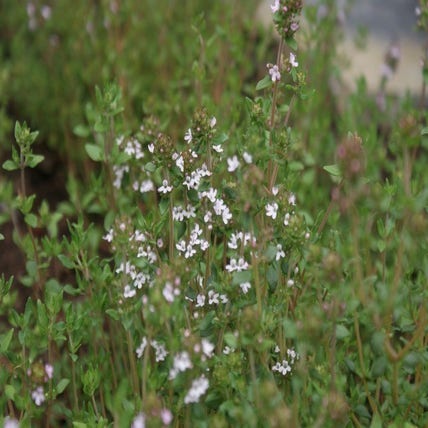 Echte tijm (Thymus vulgaris)