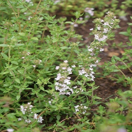 Echte tijm (Thymus vulgaris)