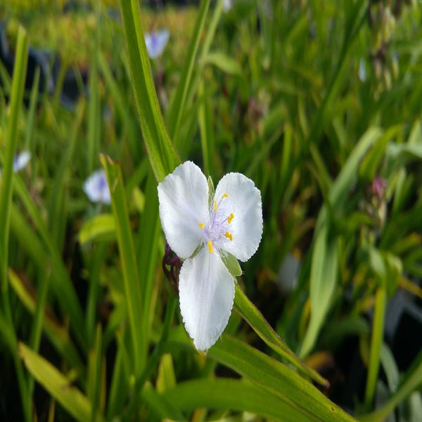 Eendagsbloem (Tradescantia 'Osprey')