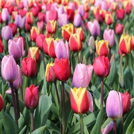 Tulp (Tulipa 'Triumph Mix)