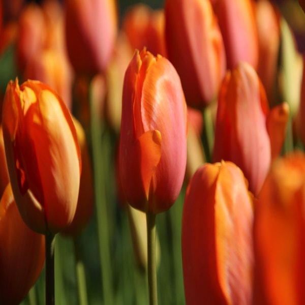 Tulp (Tulipa 'Dordogne')