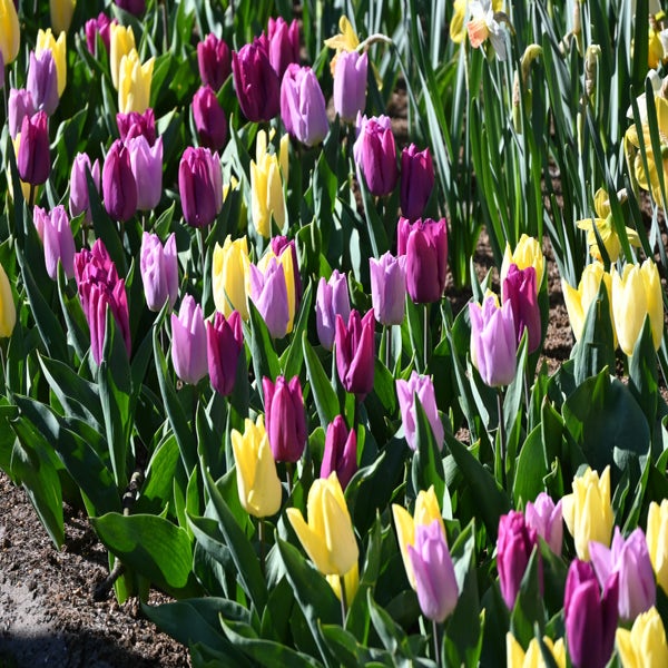 Tulp (Tulipa 'Dynamic Sun'®)
