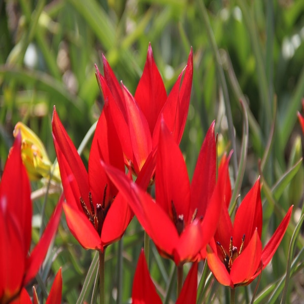 Tulp (Tulipa 'Lizzy')