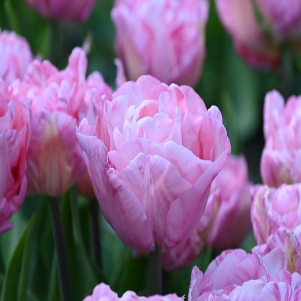 Tulp (Tulipa 'Mariage')